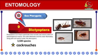Entomology up to Orders with the help of Pictures | PPT