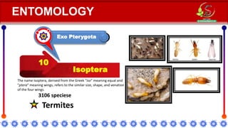 Entomology up to Orders with the help of Pictures | PPSX | Biological ...