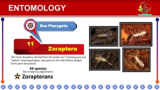 Entomology up to Orders with the help of Pictures | PPSX | Biological ...