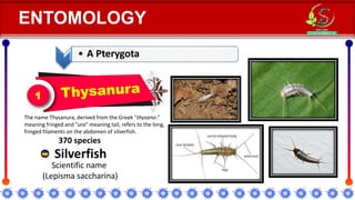 Entomology up to Orders with the help of Pictures | PPSX | Biological ...