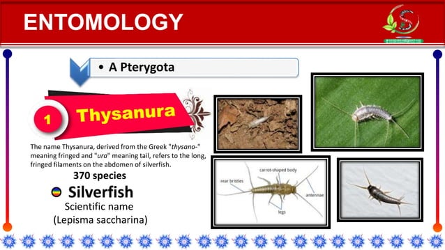 Entomology up to Orders with the help of Pictures | PPT