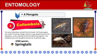 Entomology up to Orders with the help of Pictures | PPSX | Biological ...