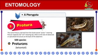 Entomology up to Orders with the help of Pictures | PPSX | Biological ...