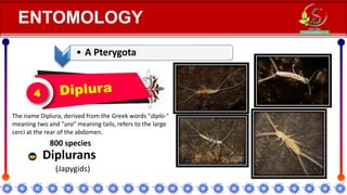 Entomology up to Orders with the help of Pictures | PPSX | Biological ...