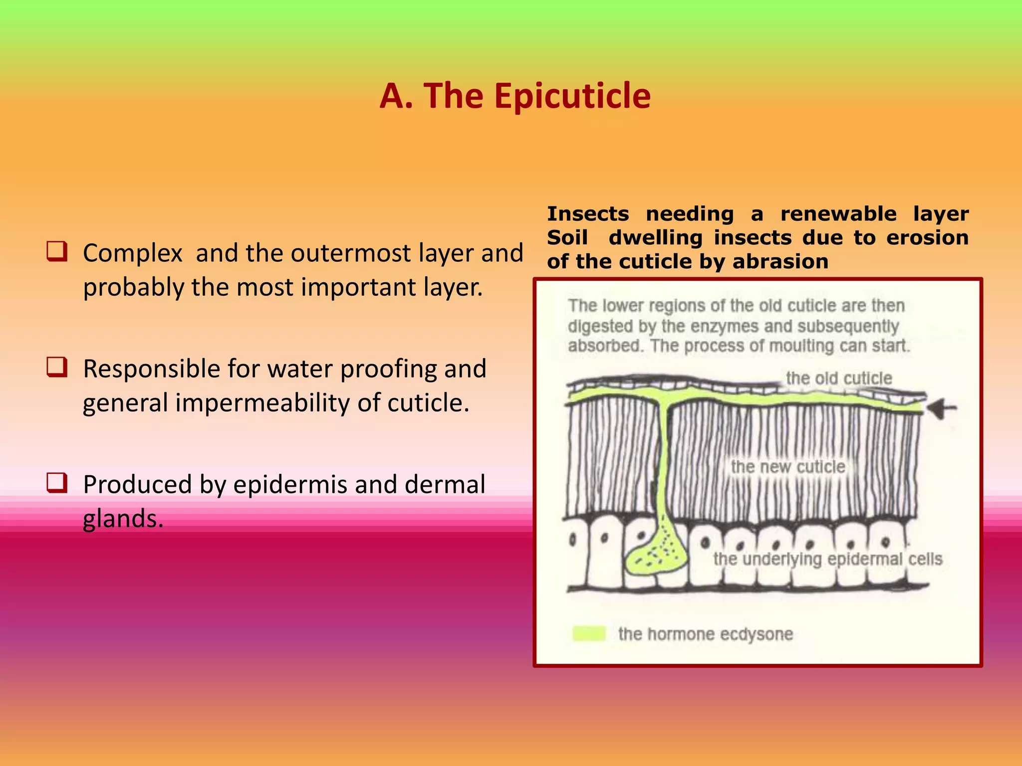 Insect Cuticle or The Insect Integument.pptx | Biological Sciences ...