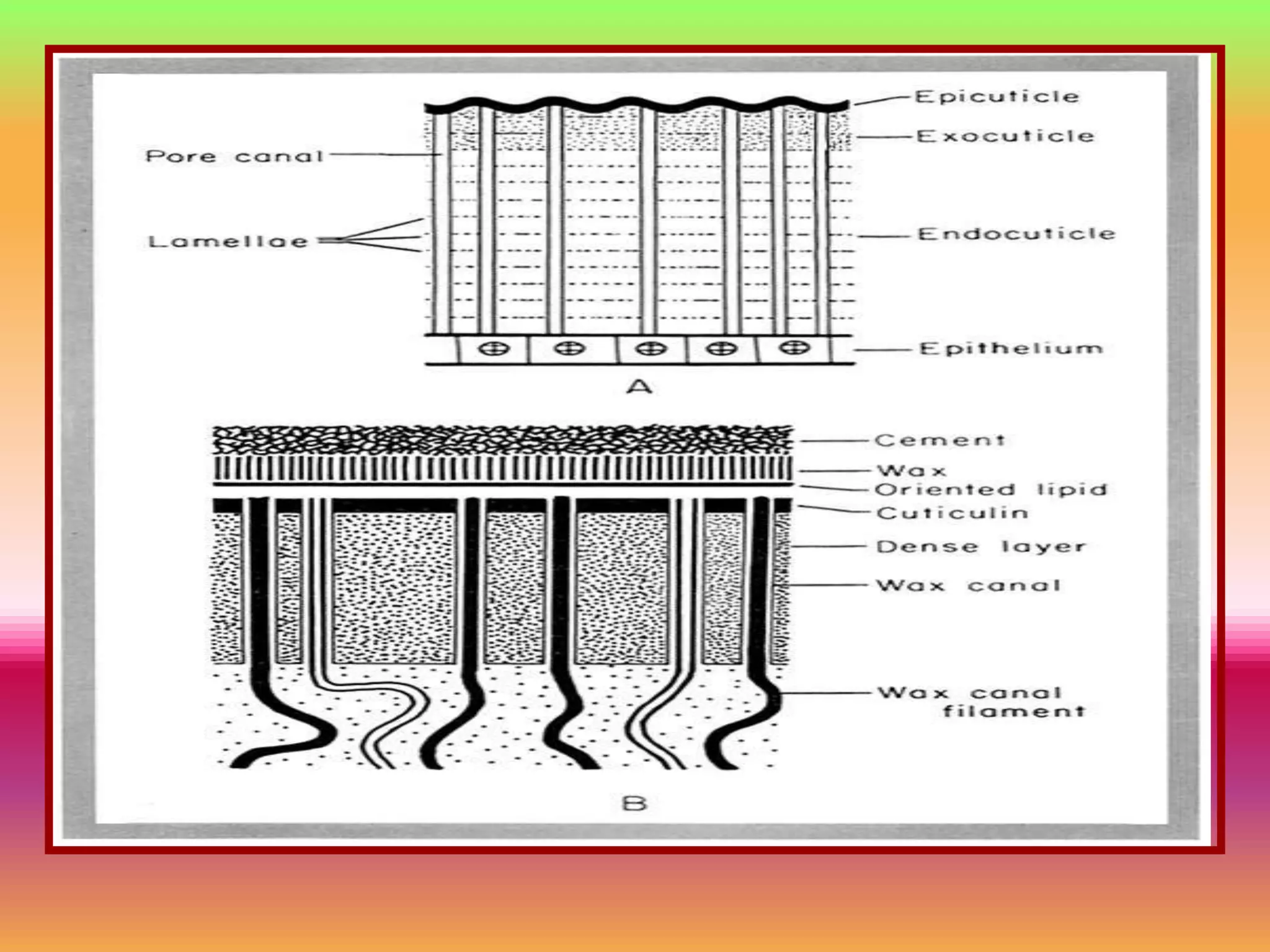 Insect Cuticle or The Insect Integument.pptx