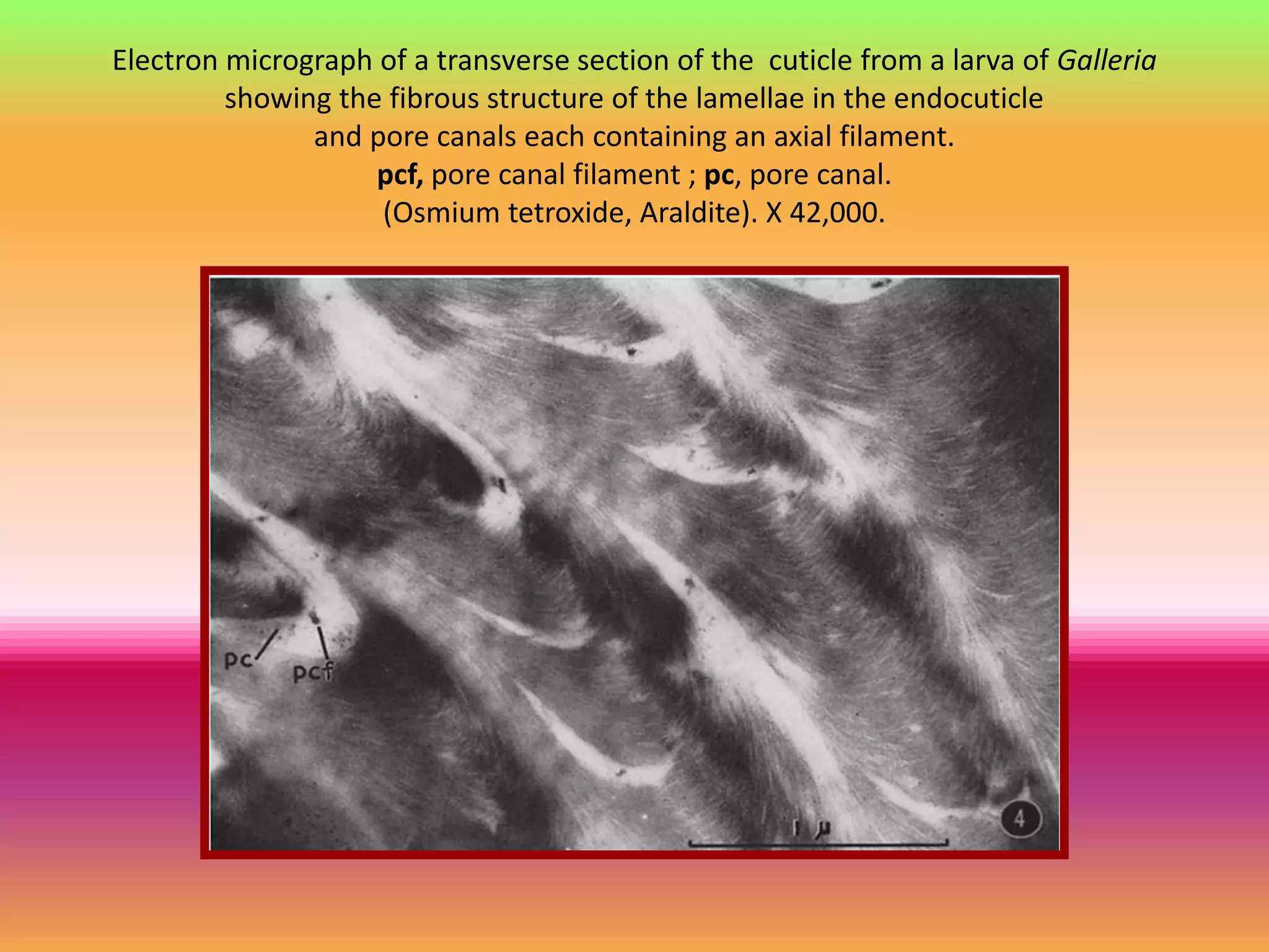 Insect Cuticle or The Insect Integument.pptx