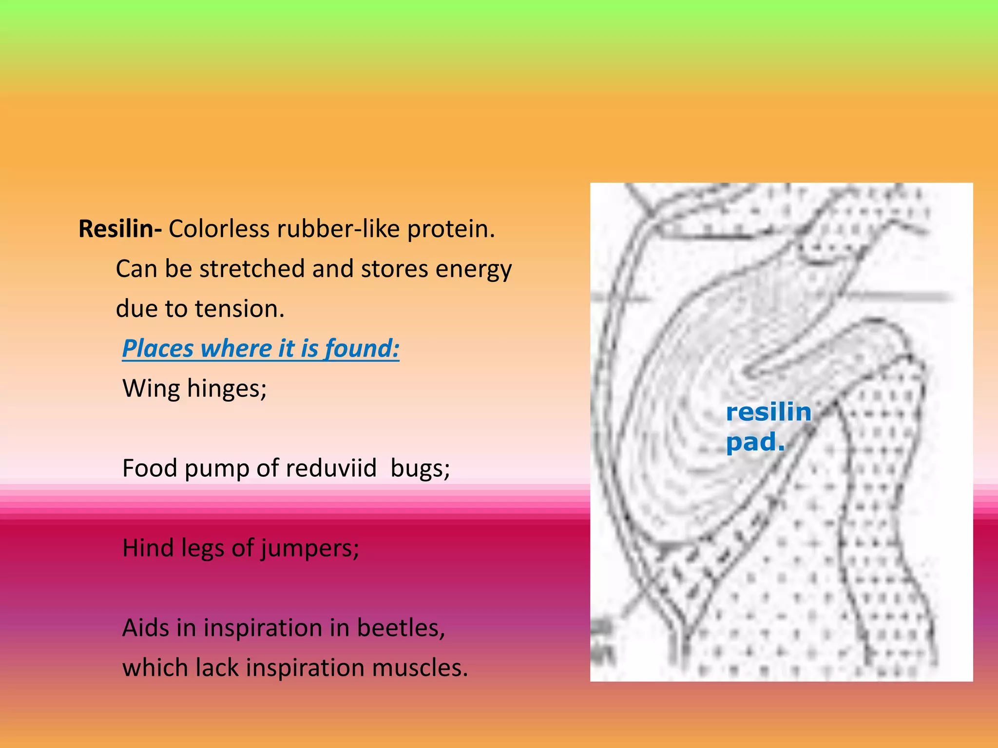 Insect Cuticle or The Insect Integument.pptx