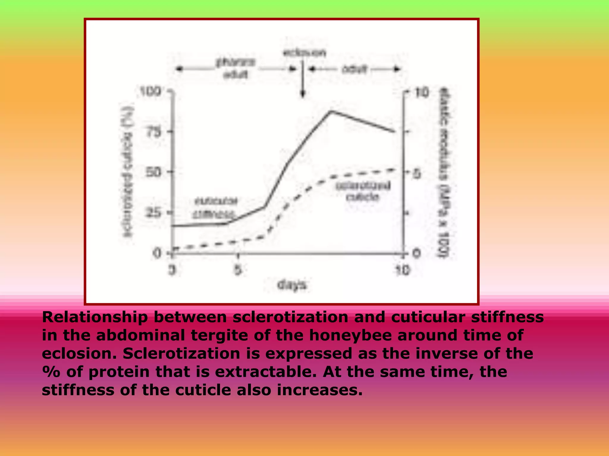 Insect Cuticle or The Insect Integument.pptx