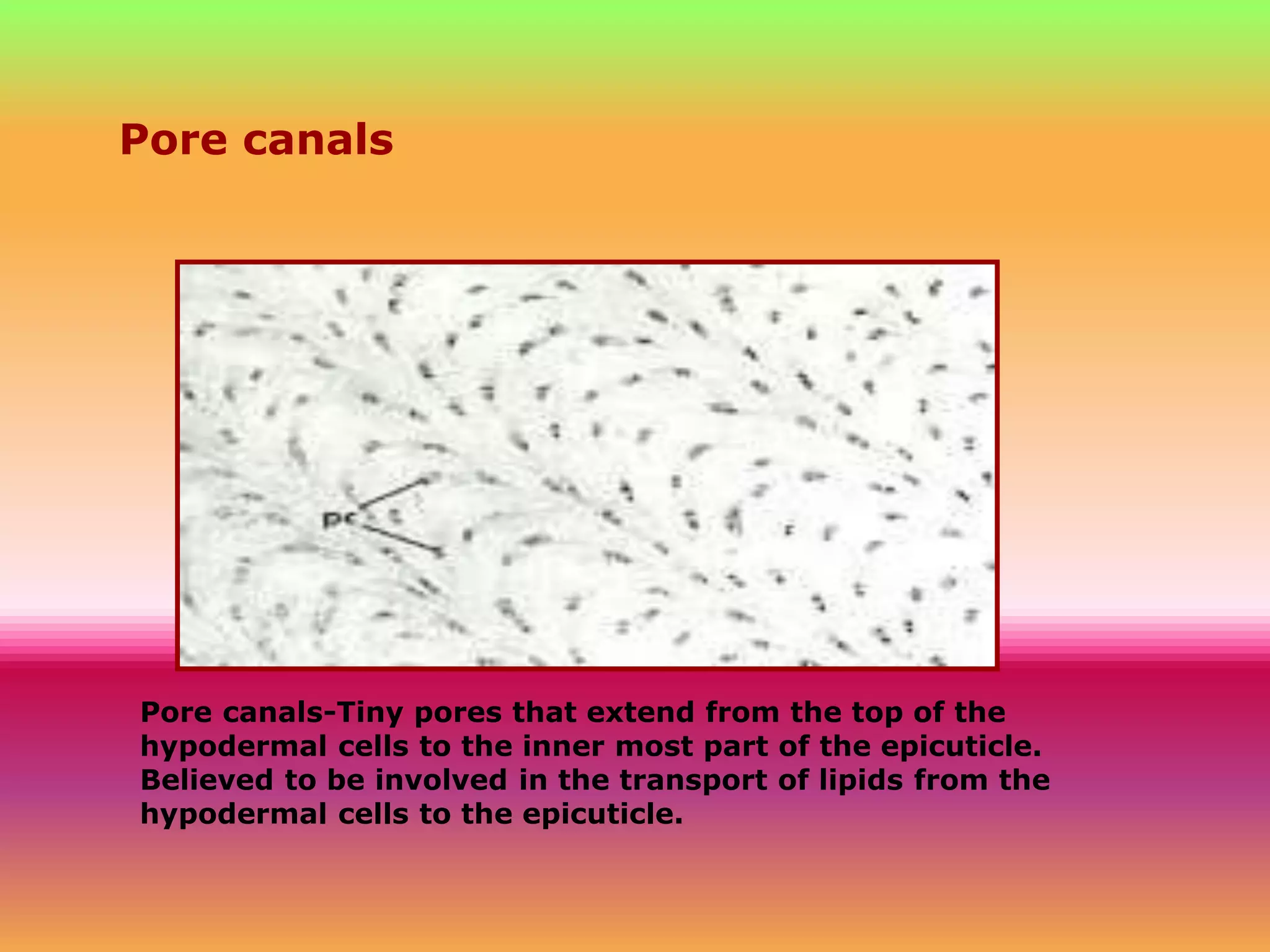 Insect Cuticle or The Insect Integument.pptx