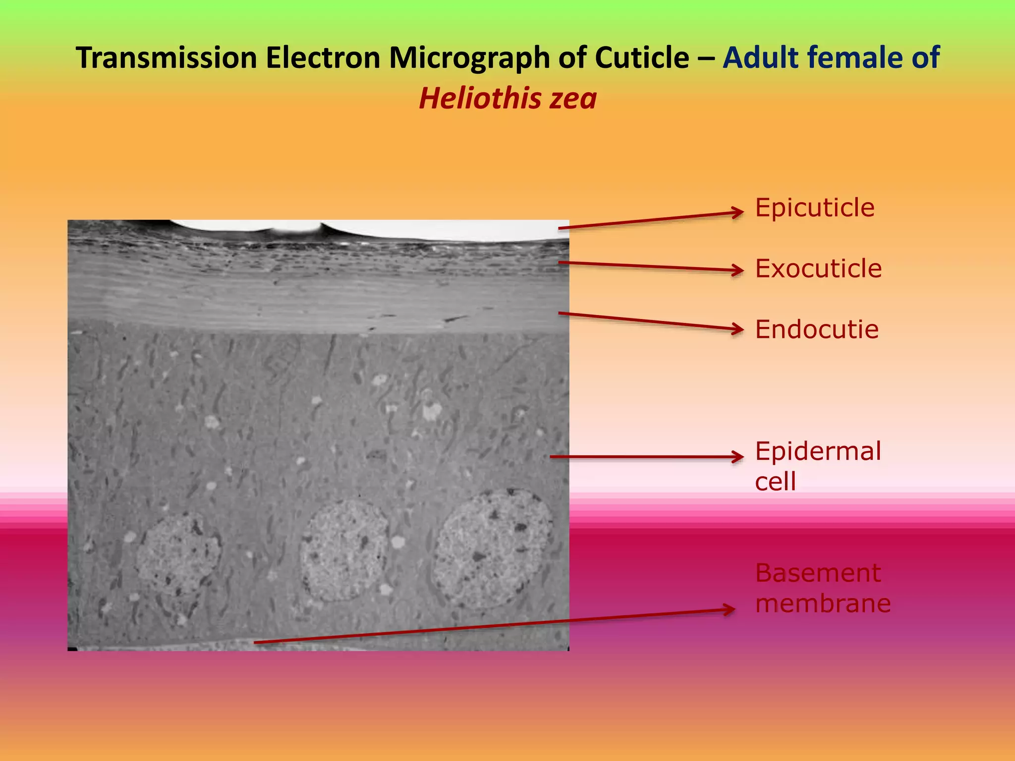 Insect Cuticle or The Insect Integument.pptx