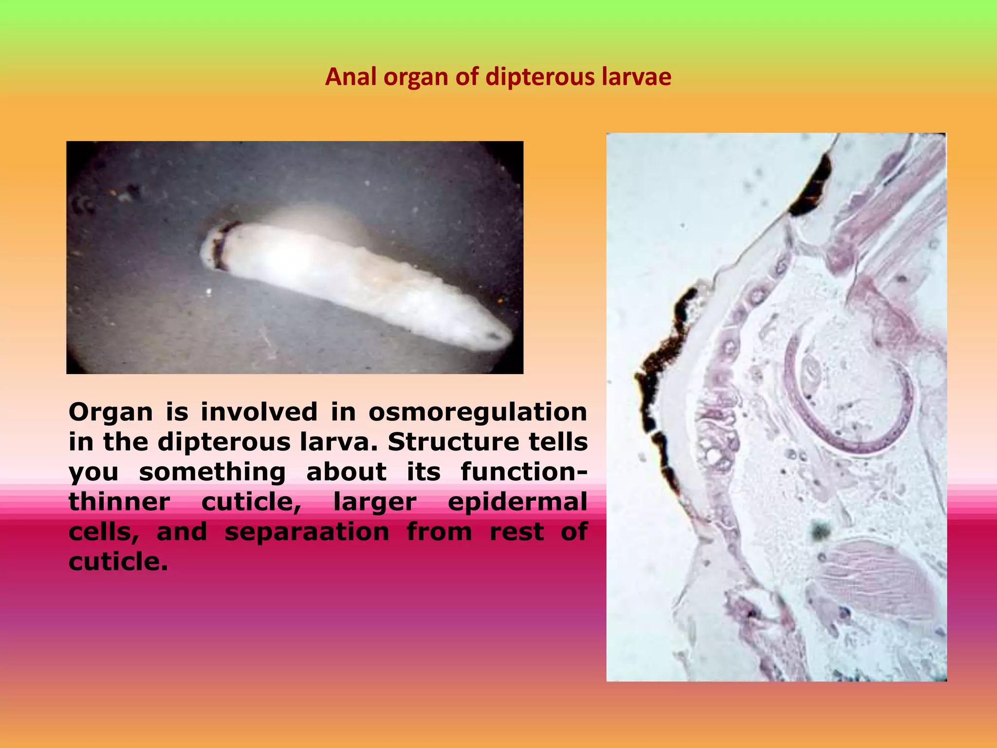 Insect Cuticle or The Insect Integument.pptx