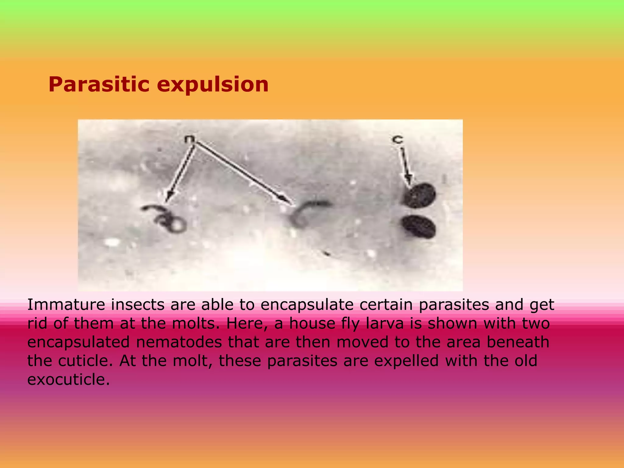 Insect Cuticle or The Insect Integument.pptx