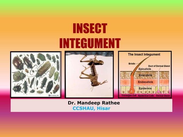 Insect Cuticle or The Insect Integument.pptx | Biological Sciences | Science