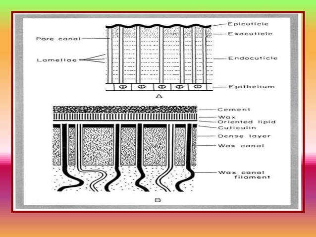 Insect Cuticle or The Insect Integument.pptx | Biological Sciences ...