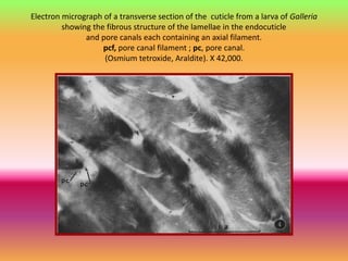 Insect Cuticle or The Insect Integument.pptx