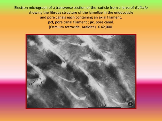 Insect Cuticle or The Insect Integument.pptx | Biological Sciences ...