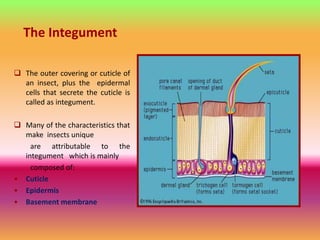 Insect Cuticle or The Insect Integument.pptx