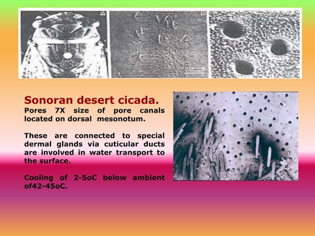 Insect Cuticle or The Insect Integument.pptx | Biological Sciences ...