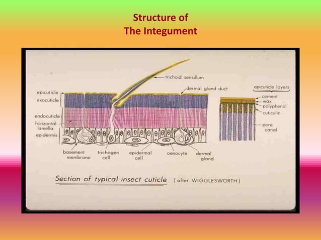 Insect Cuticle or The Insect Integument.pptx | Biological Sciences ...