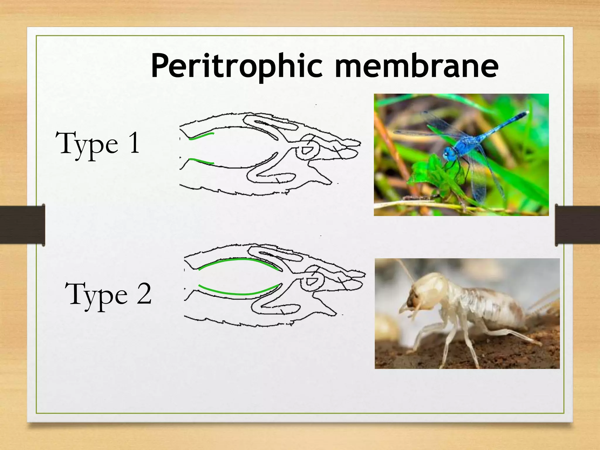 Insect digestive system | PPT
