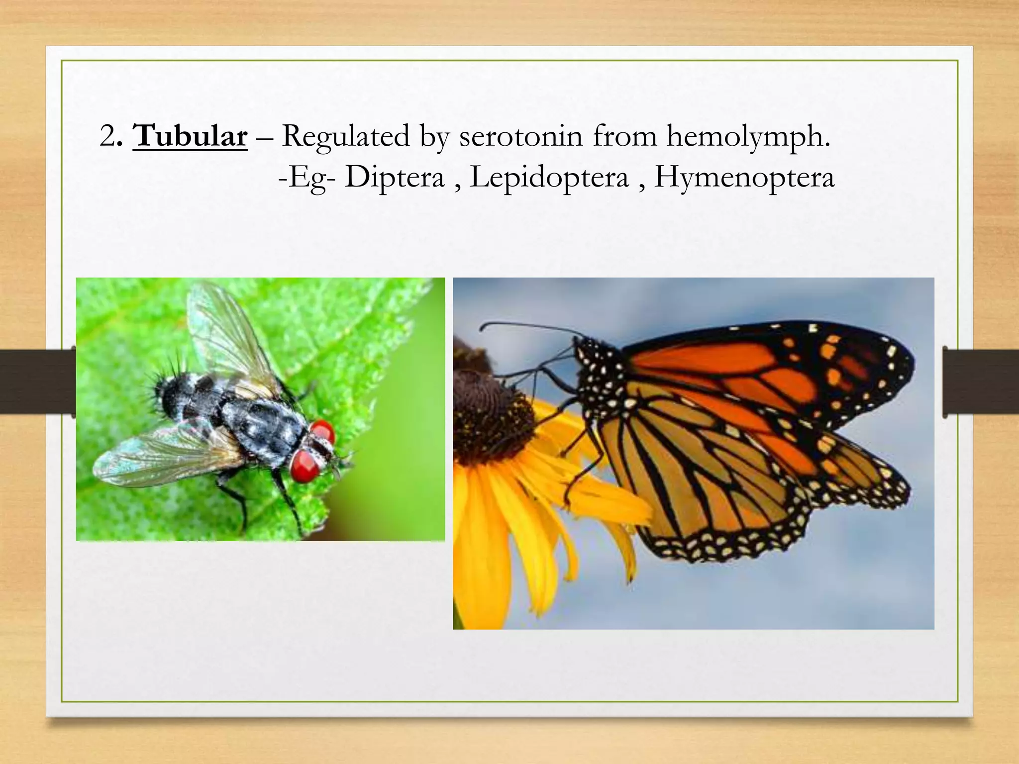 Insect digestive system | PPT