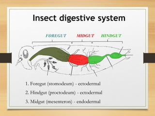 Insect digestive system | PPT