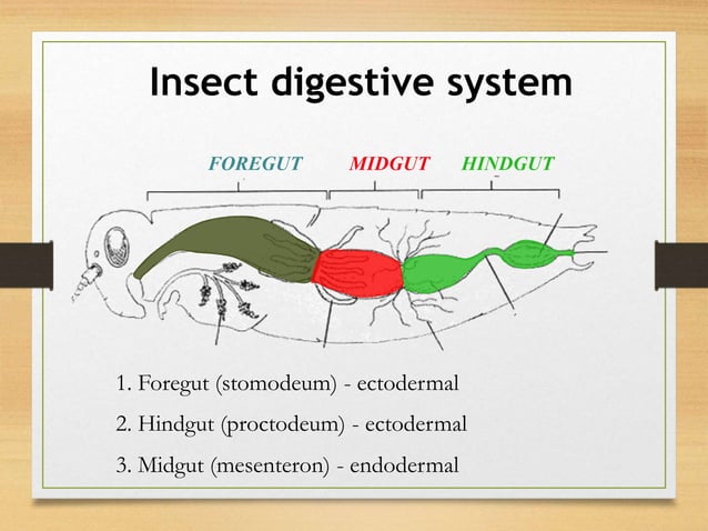 Insect digestive system | PPT