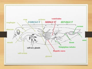 Insect digestive system | PPT