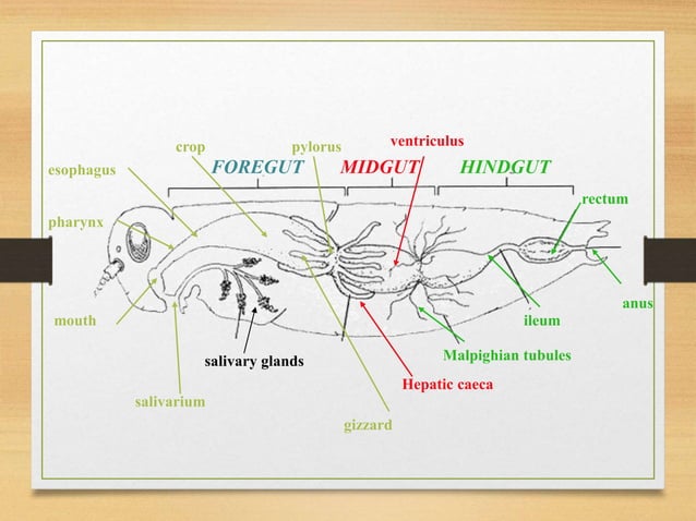 Insect digestive system | PPT