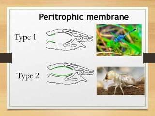 Insect digestive system | PPT