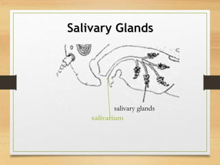 Insect digestive system | PPT