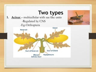 Insect digestive system | PPT
