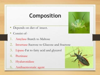 Insect digestive system | PPT