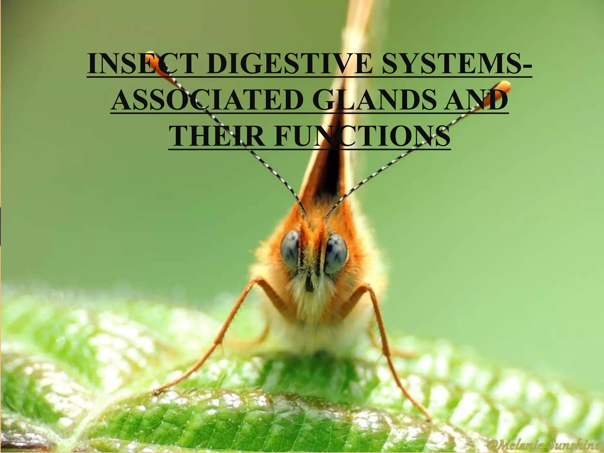 Insect digestive system associated glands | PPT