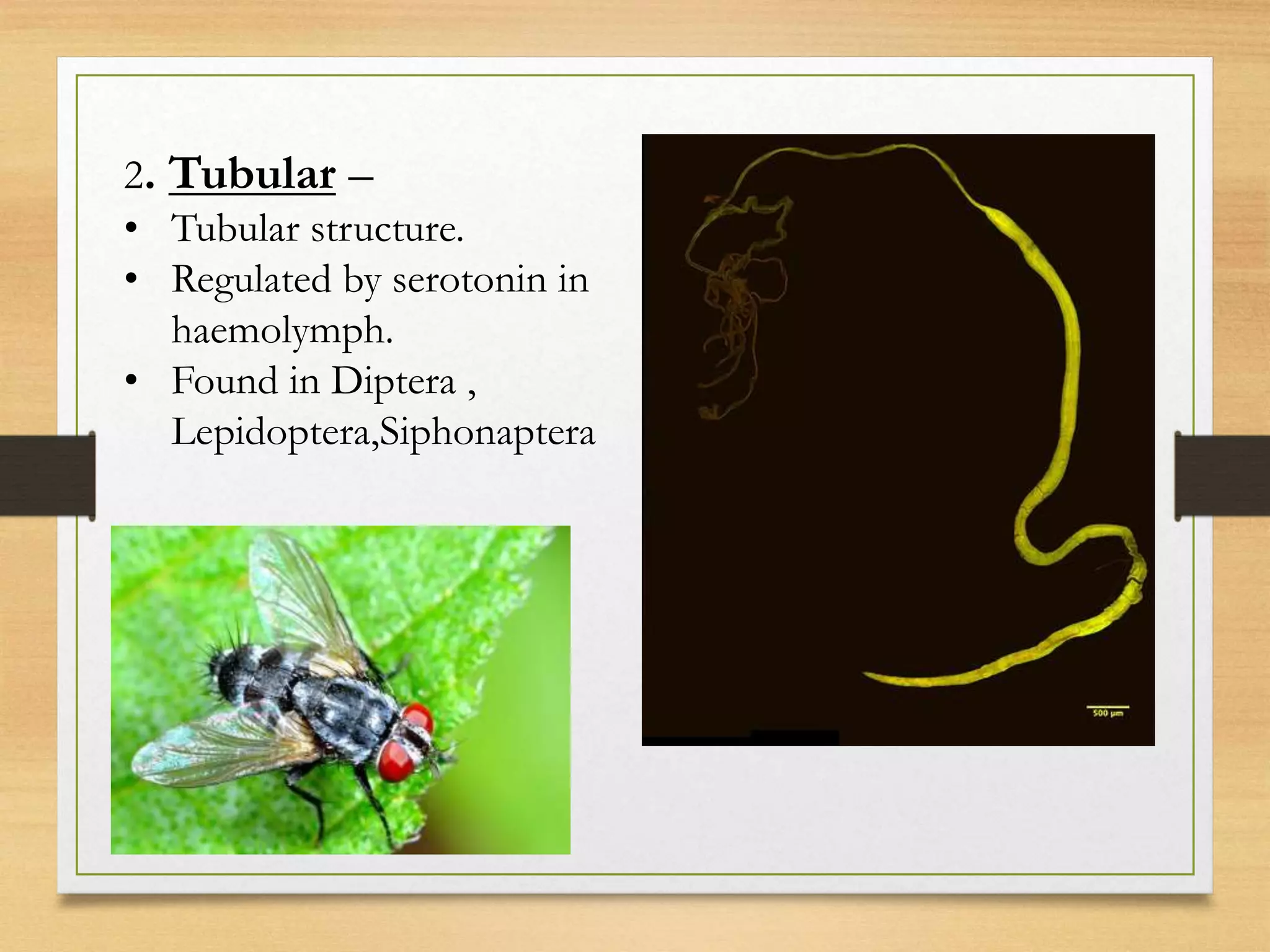 Insect digestive system associated glands | PPT