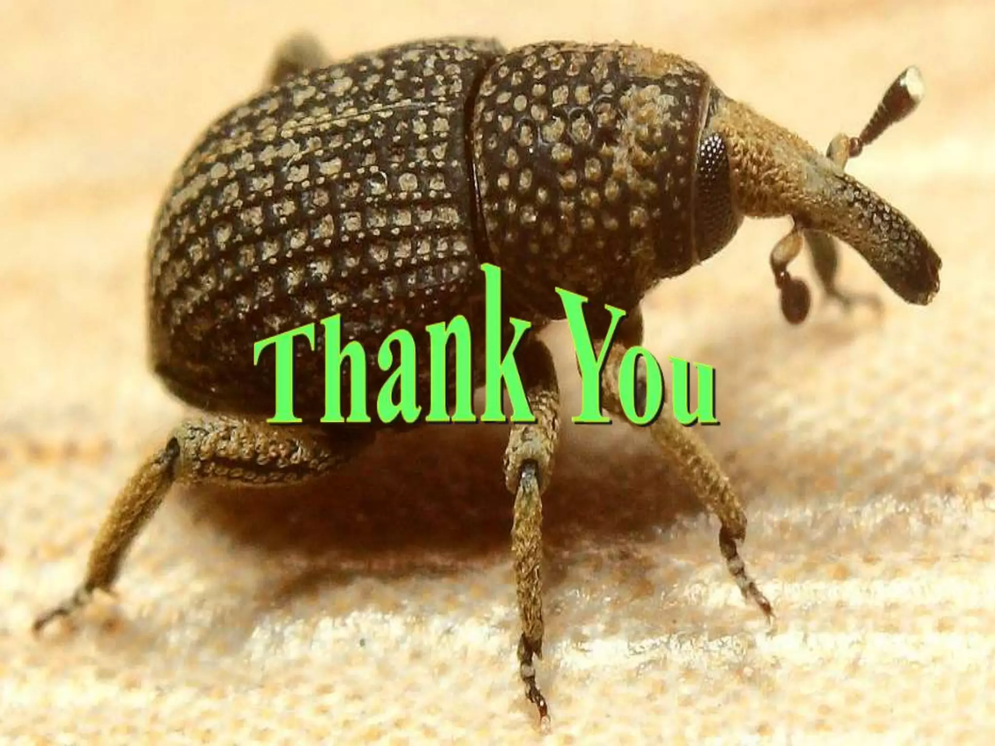 Insect digestive system associated glands | PPT | Ear, Nose and Throat ...