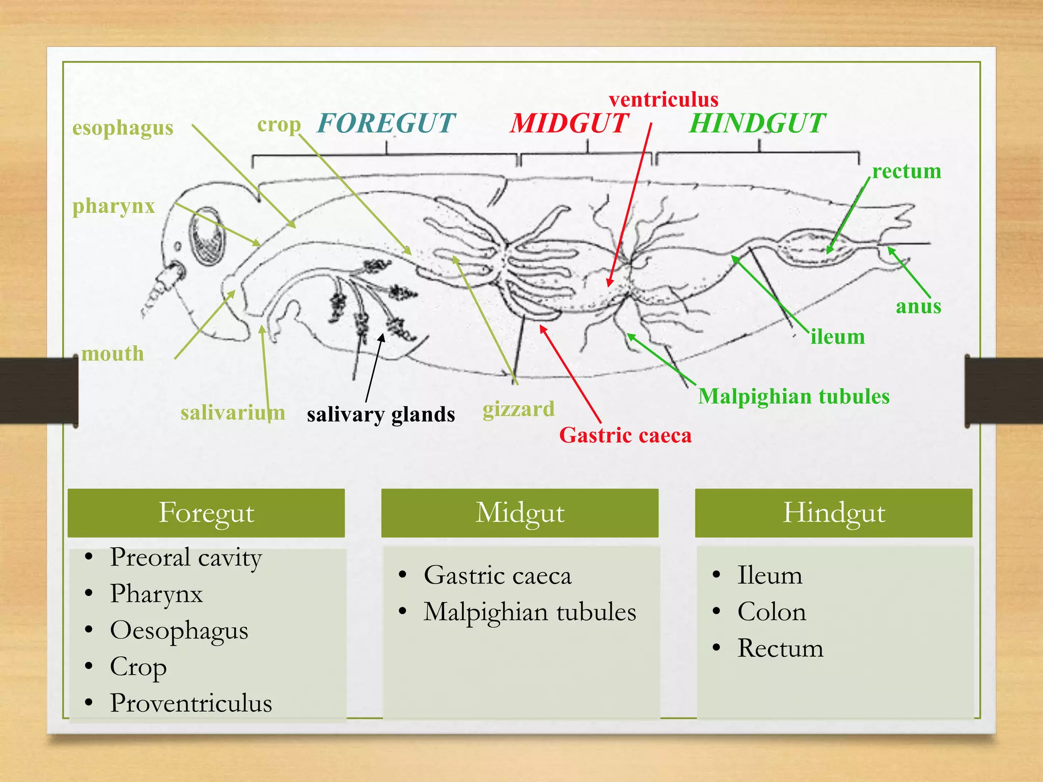 Insect digestive system associated glands | PPT
