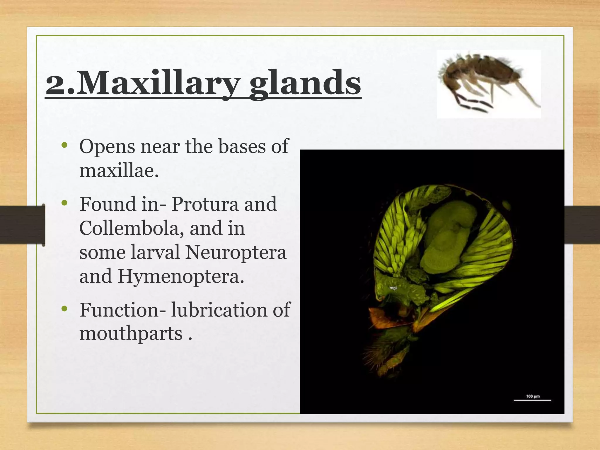 Insect digestive system associated glands | PPT | Ear, Nose and Throat ...
