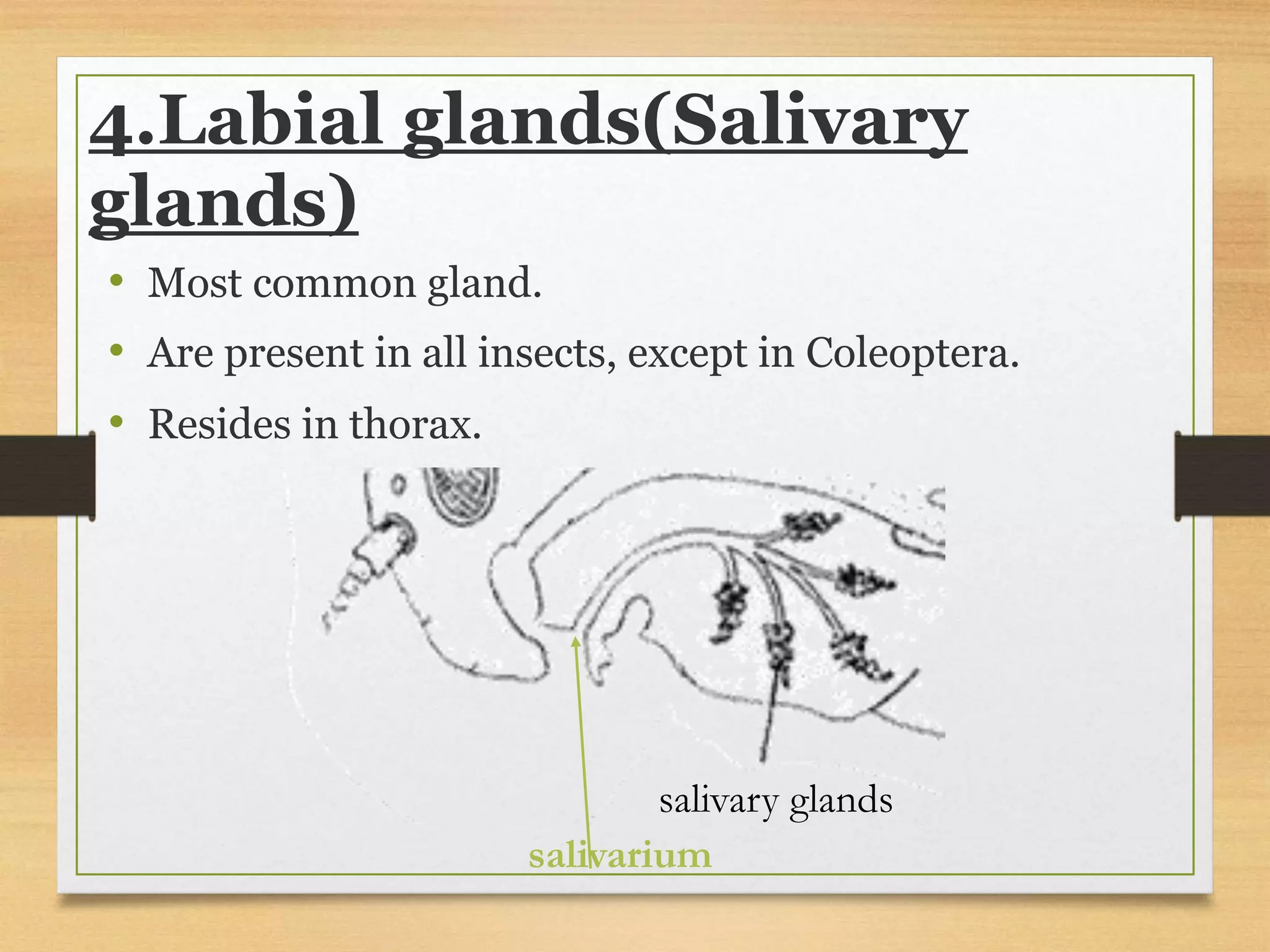 Insect digestive system associated glands | PPT | Ear, Nose and Throat ...