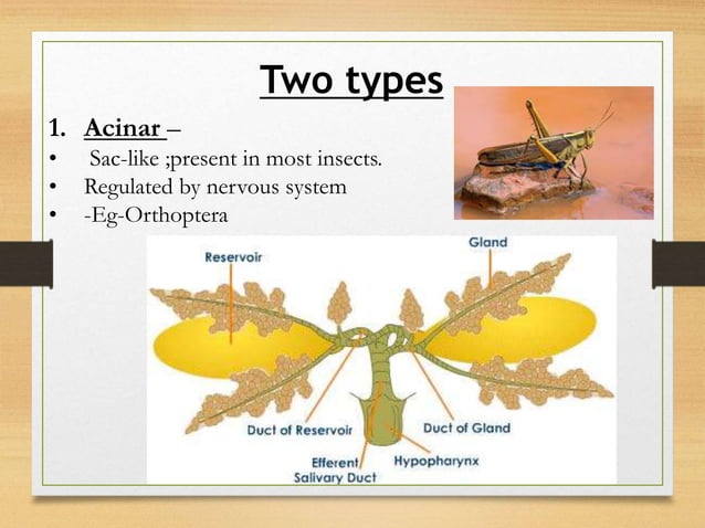 Insect digestive system associated glands | PPT | Ear, Nose and Throat ...