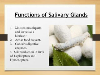 Insect digestive system associated glands | PPT