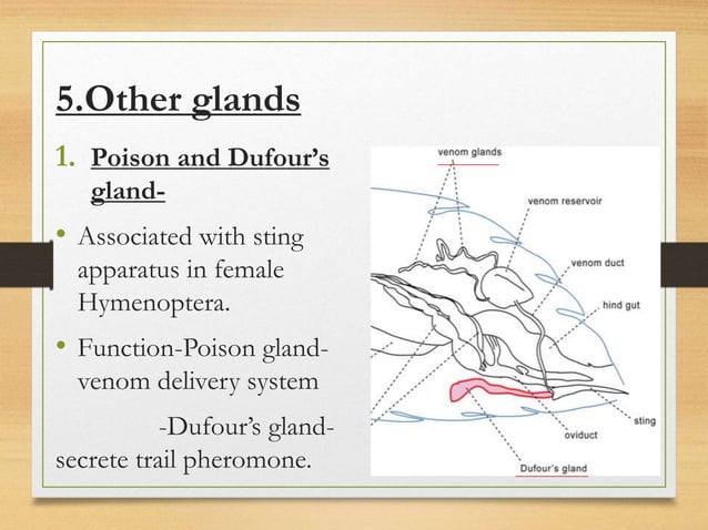 Insect digestive system associated glands | PPT | Ear, Nose and Throat ...