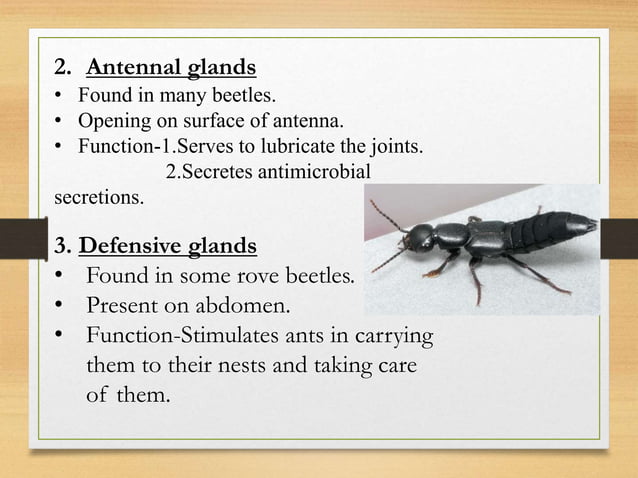 Insect digestive system associated glands | PPT | Ear, Nose and Throat ...
