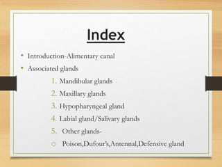 Insect digestive system associated glands | PPT