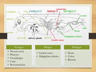 Insect digestive system associated glands | PPT | Ear, Nose and Throat ...