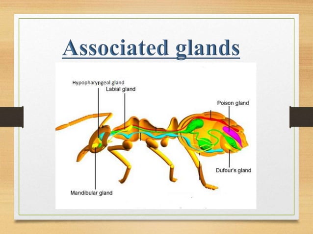 Insect digestive system associated glands | PPT | Ear, Nose and Throat ...