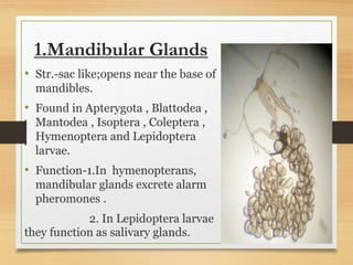 Insect digestive system associated glands | PPT