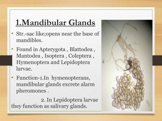 Insect digestive system associated glands | PPT | Ear, Nose and Throat ...