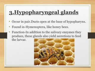 Insect digestive system associated glands | PPT